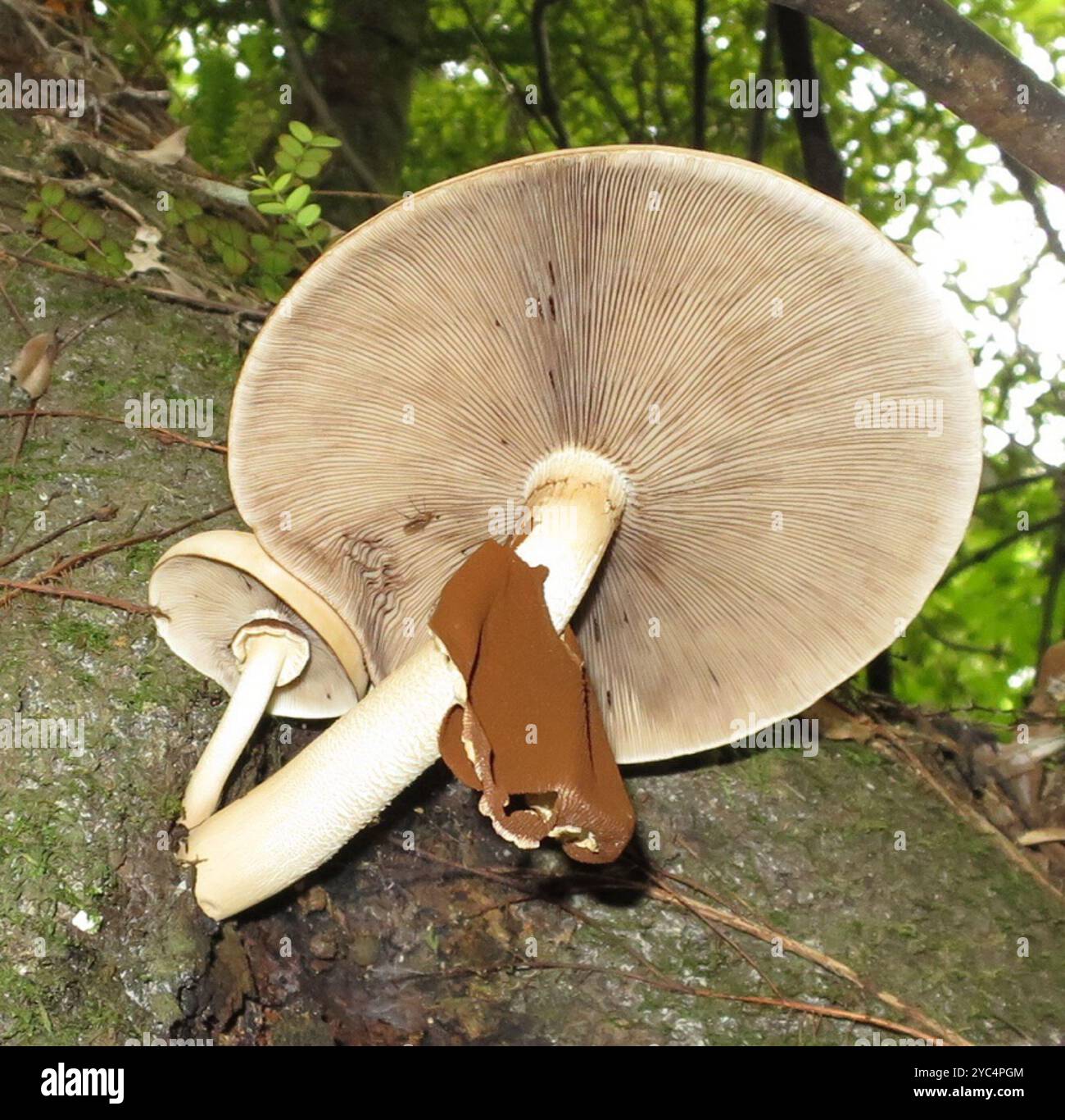 Tawaka (Cyclocybe parasitica) Fungi Stock Photo - Alamy