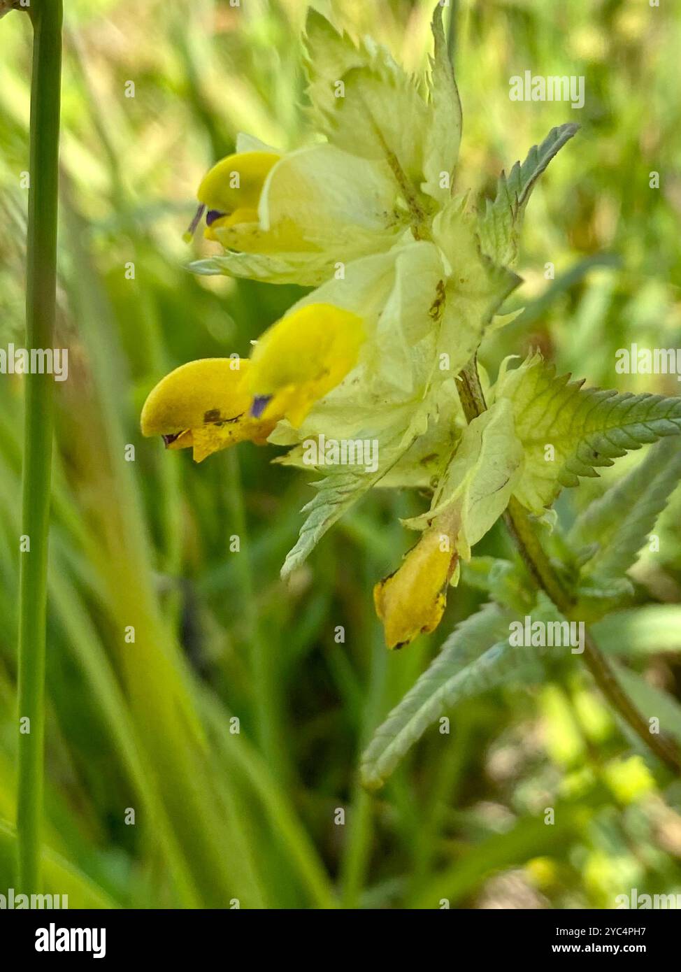 Greater Yellow-rattle (Rhinanthus serotinus) Plantae Stock Photo - Alamy