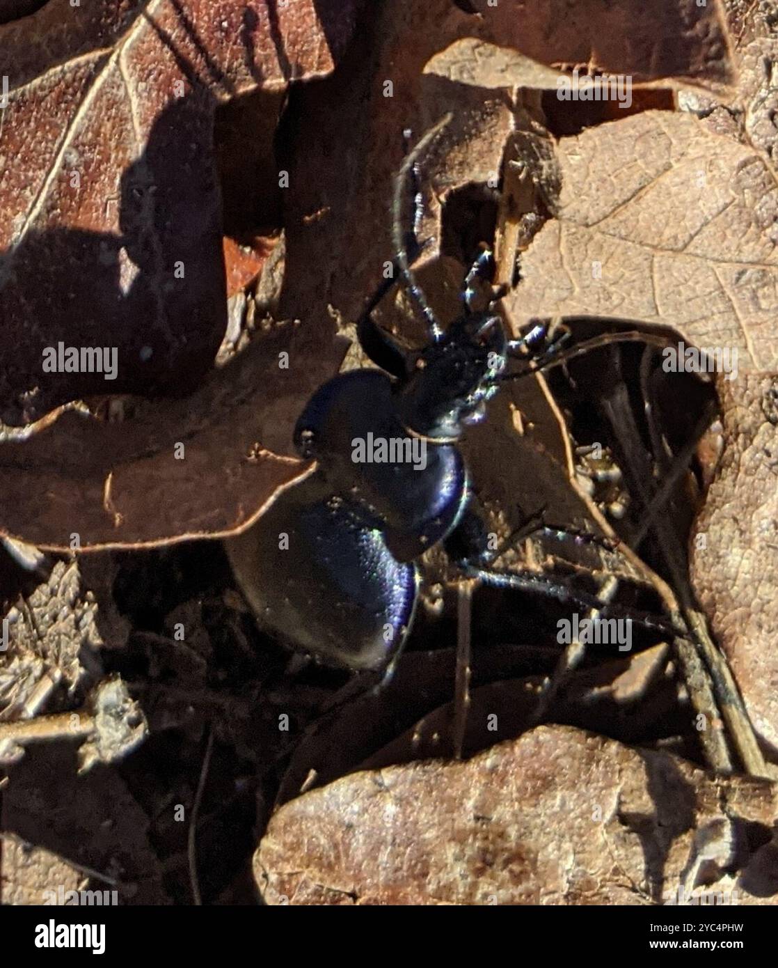 (Carabus finitimus) Insecta Stock Photo - Alamy