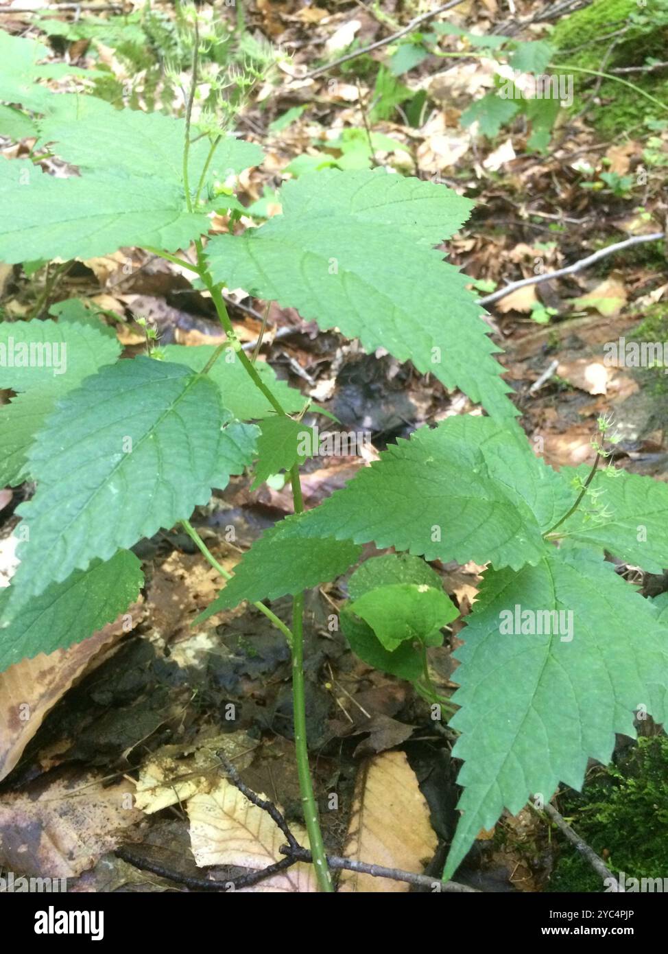 wood nettle (Laportea canadensis) Plantae Stock Photo - Alamy