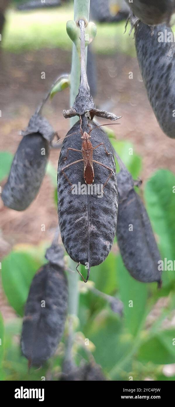 (Neomegalotomus parvus) Insecta Stock Photo - Alamy