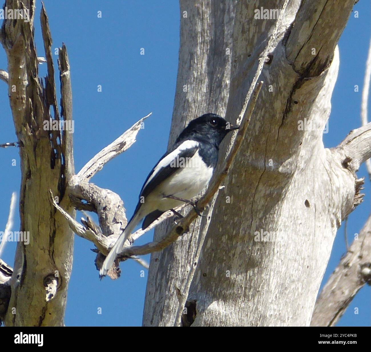 Madagascar Magpie-Robin (Copsychus albospecularis) Aves Stock Photo - Alamy