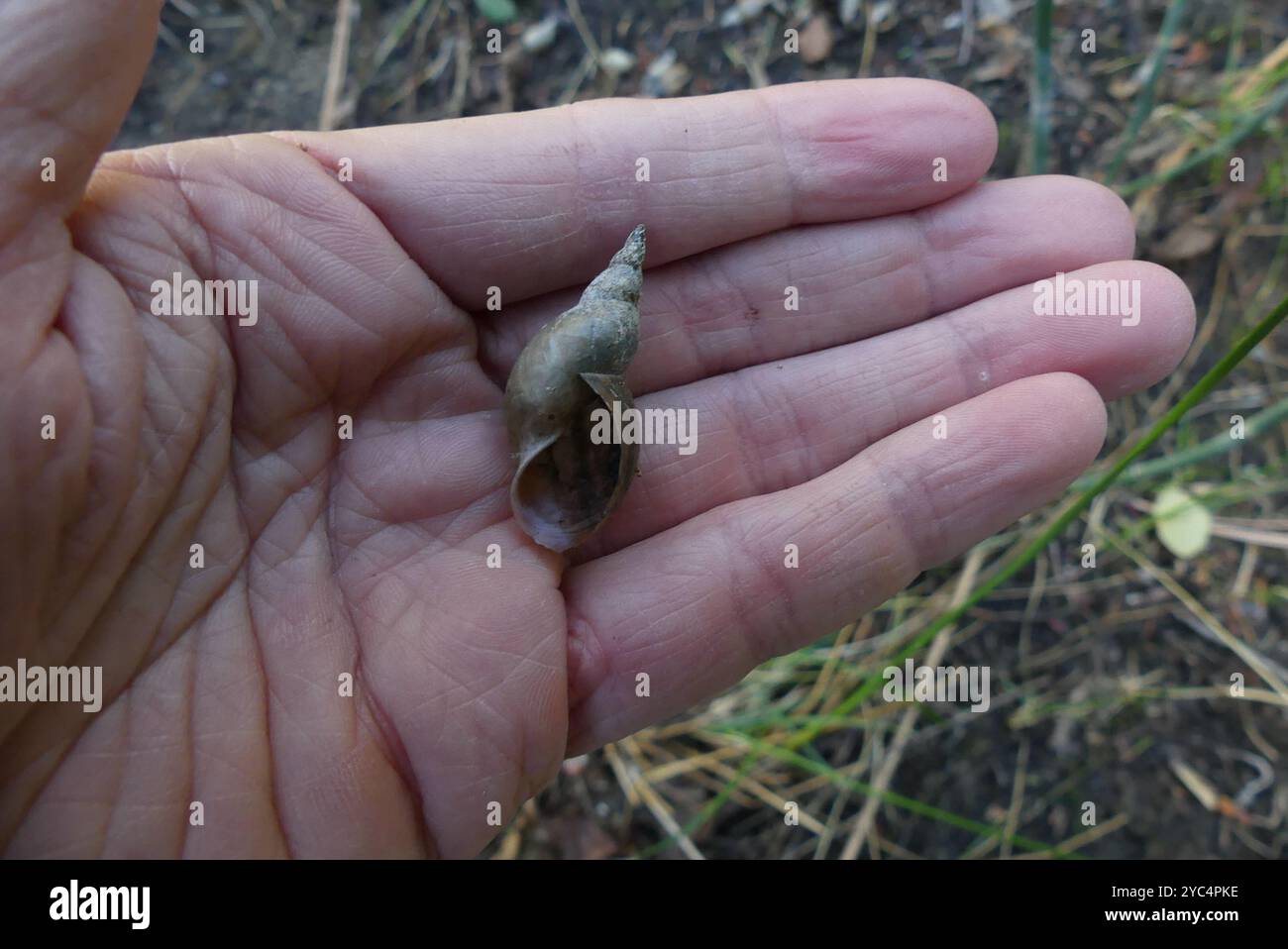 Great Pond Snail (Lymnaea stagnalis) Mollusca Stock Photo - Alamy