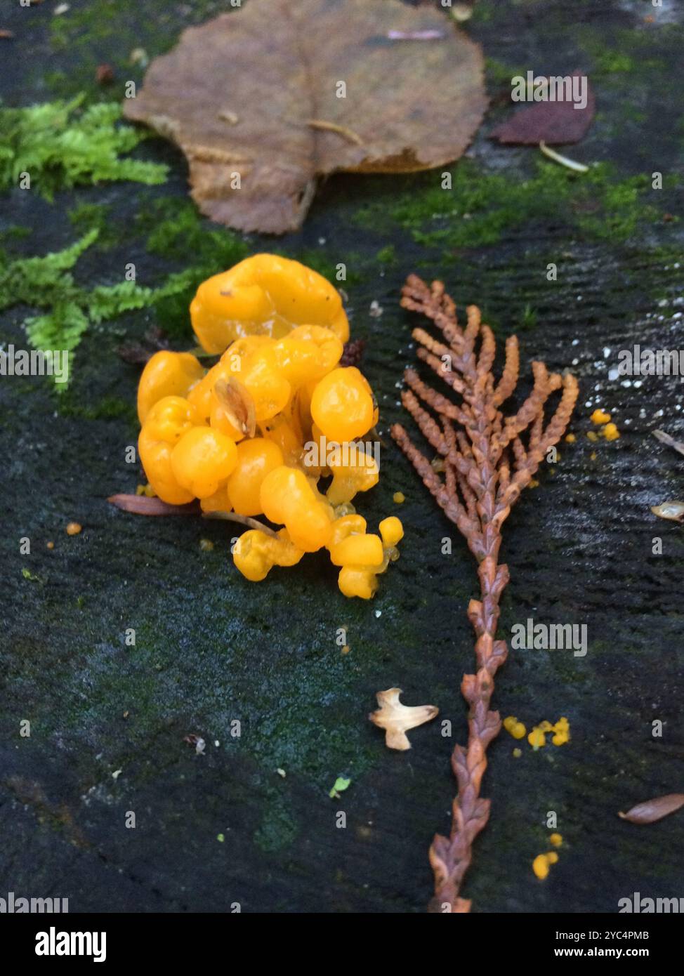 Orange Jelly Spot (Dacrymyces chrysospermus) Fungi Stock Photo - Alamy