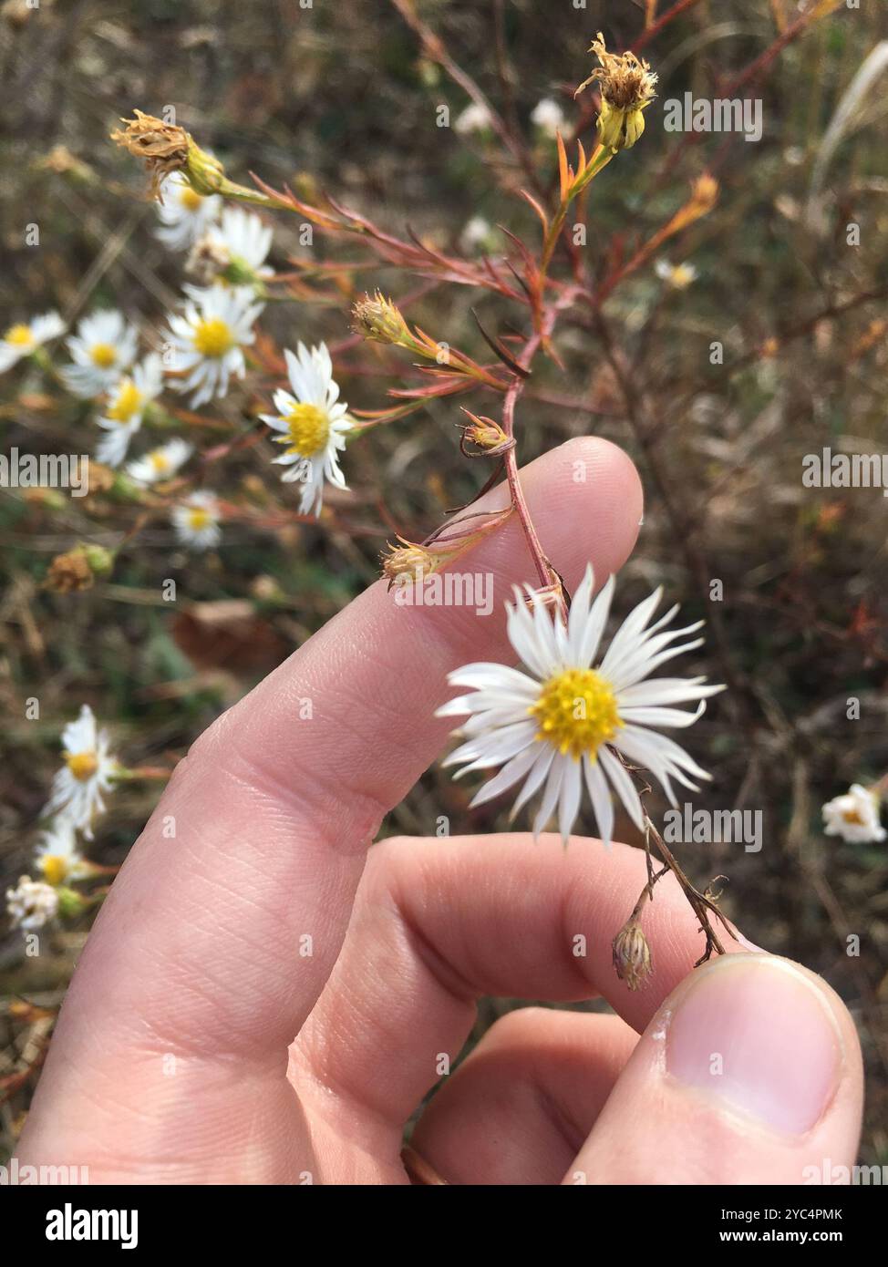 Frost Aster (Symphyotrichum pilosum pilosum) Plantae Stock Photo - Alamy
