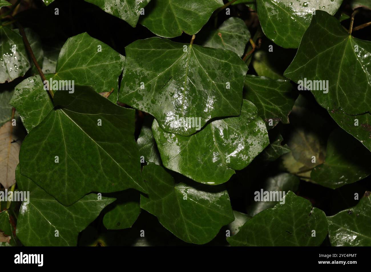 common ivy (Hedera helix) Plantae Stock Photo - Alamy