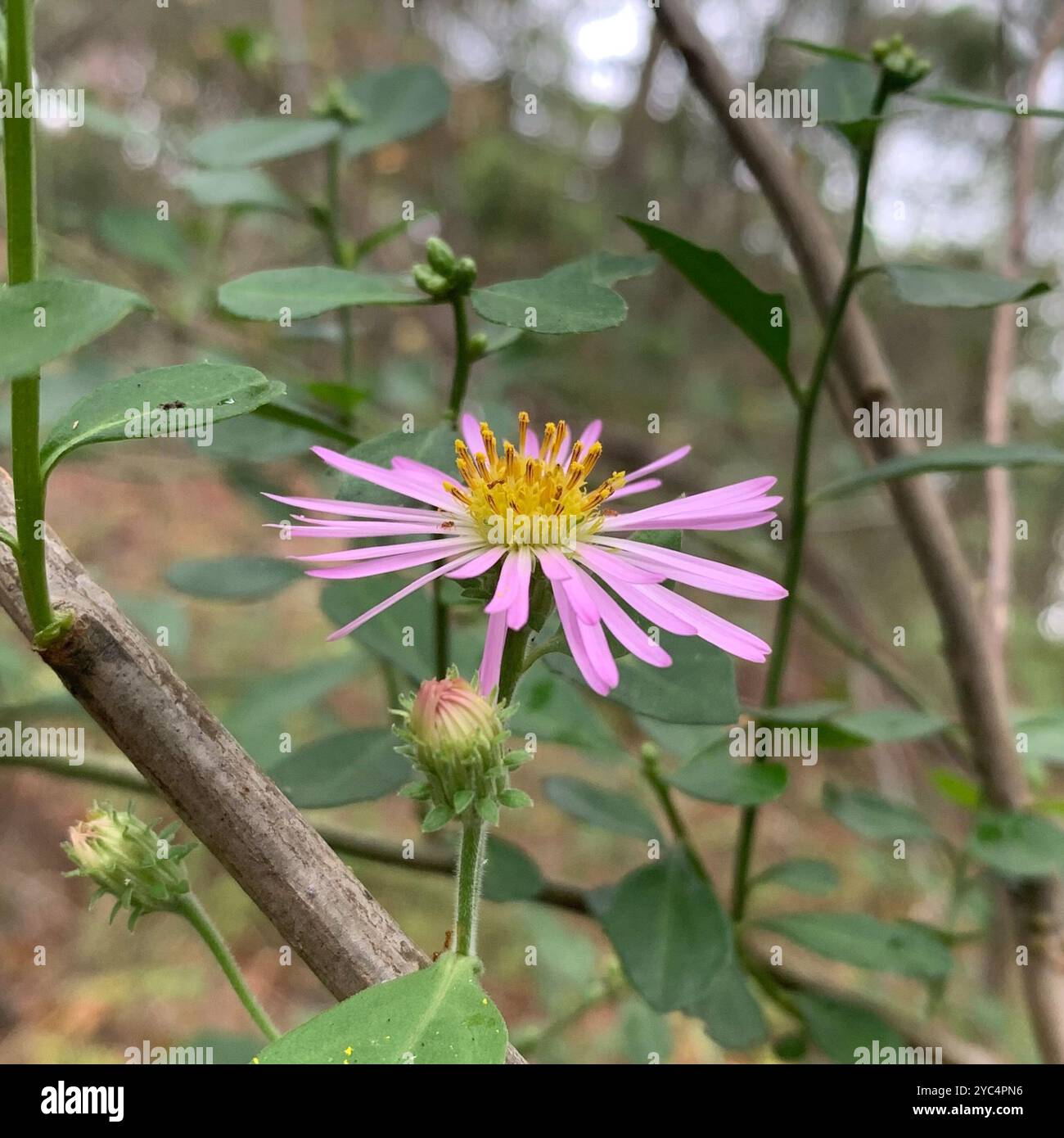 Aster carolinianus hi-res stock photography and images - Alamy