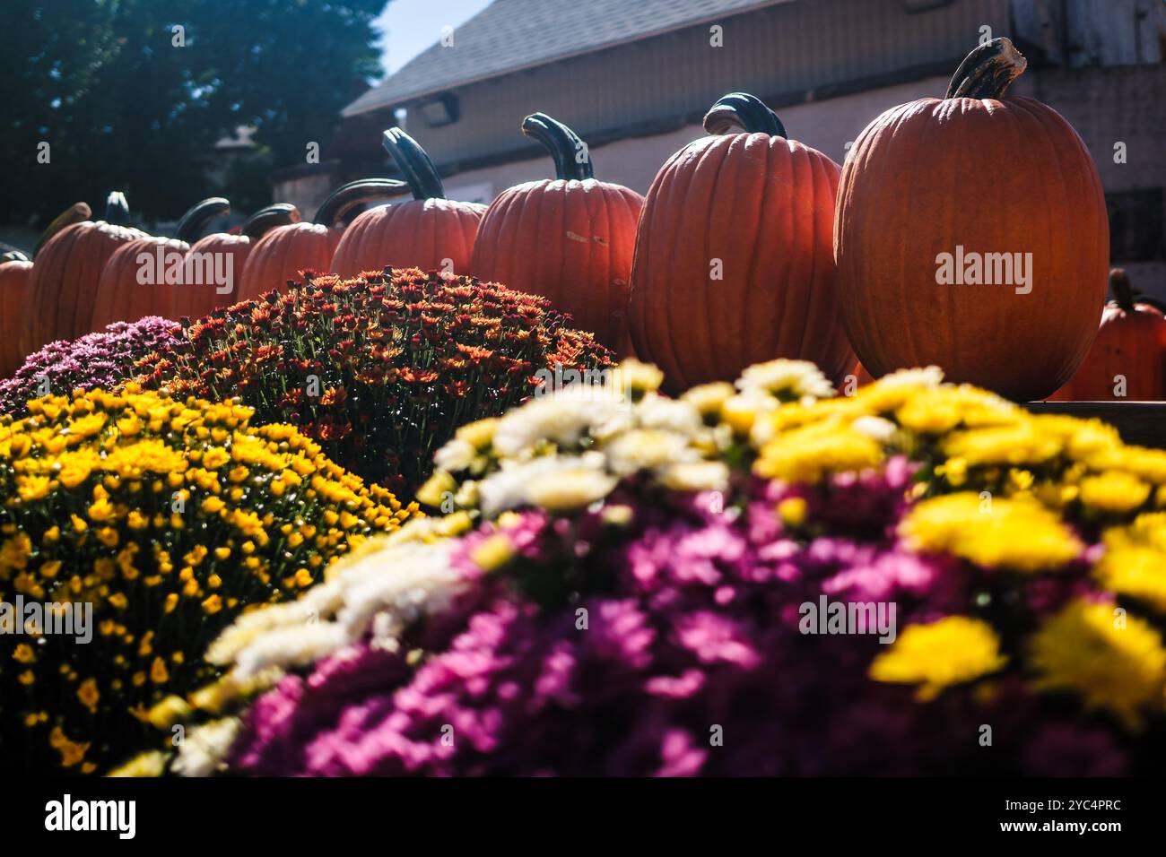 Pumpkins for sale photographed in Broadway, Sleepy Hollow on 8th ...