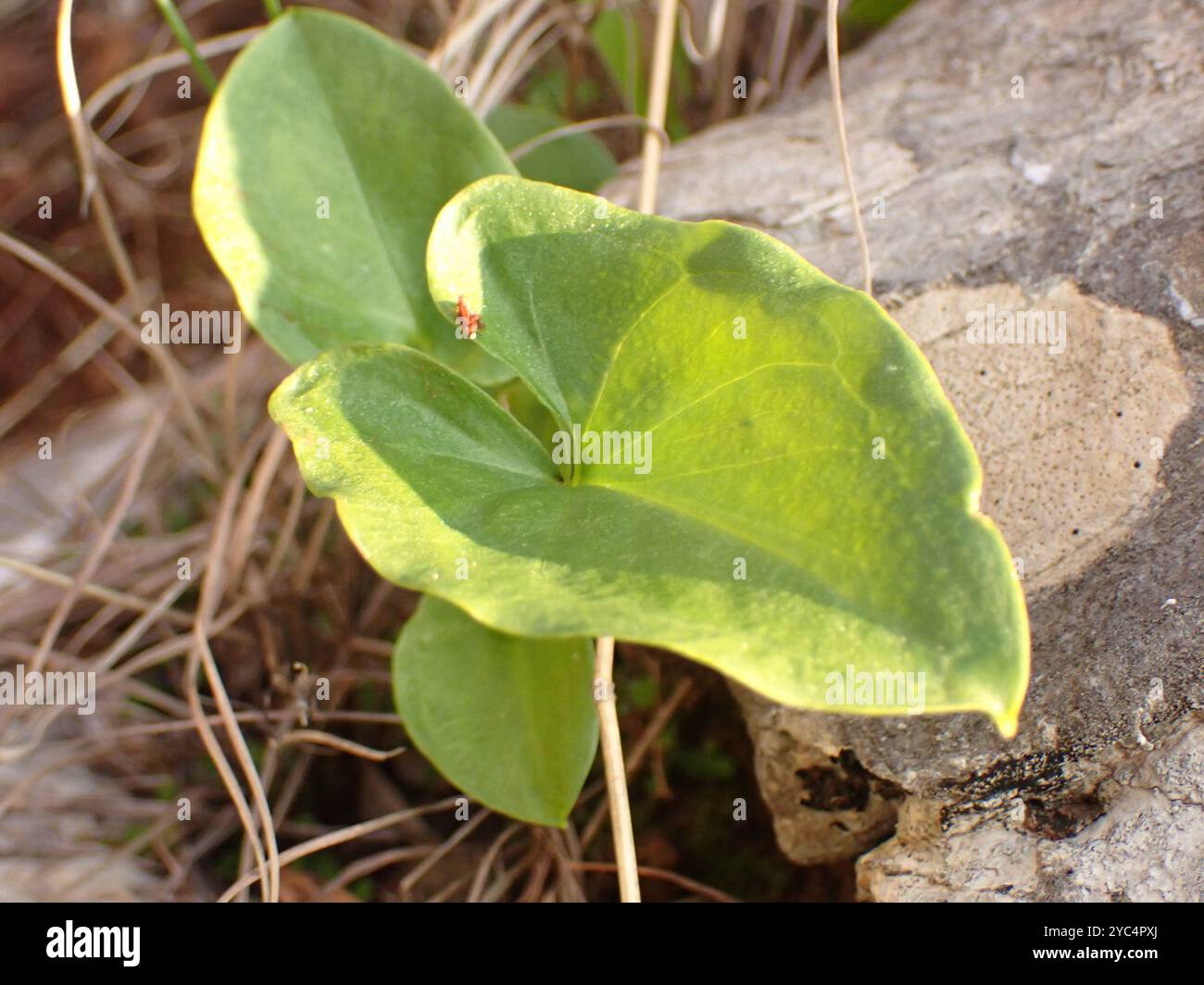 Friar's-cowl (Arisarum vulgare) Plantae Stock Photo - Alamy