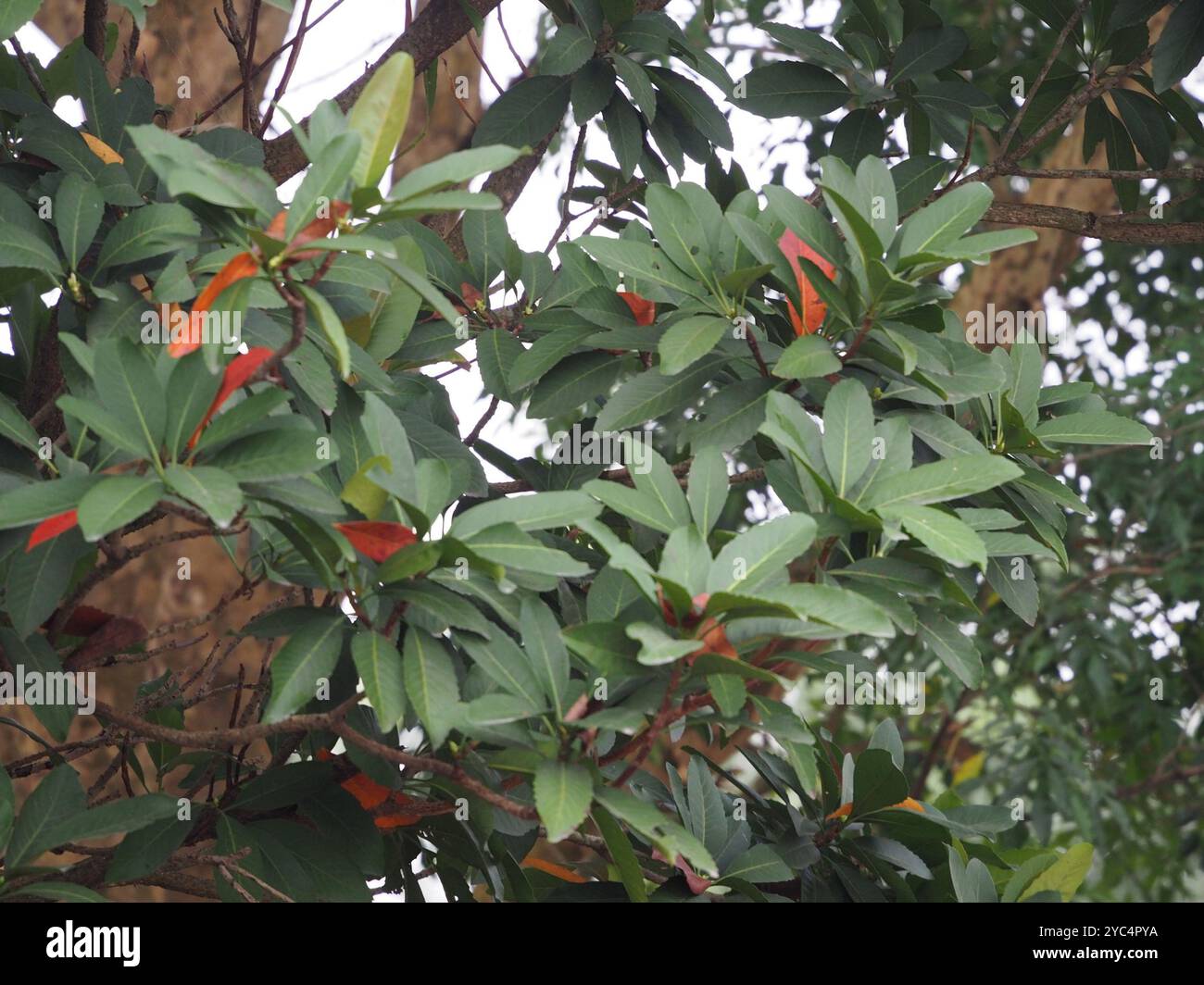 Bronze Loquat (Eriobotrya deflexa) Plantae Stock Photo - Alamy