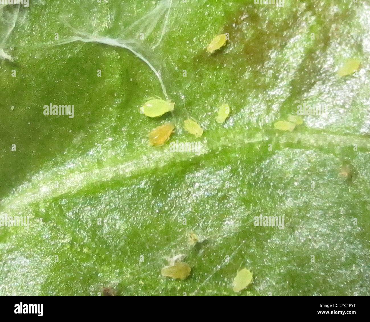 Aphids (Aphididae) Insecta Stock Photo - Alamy