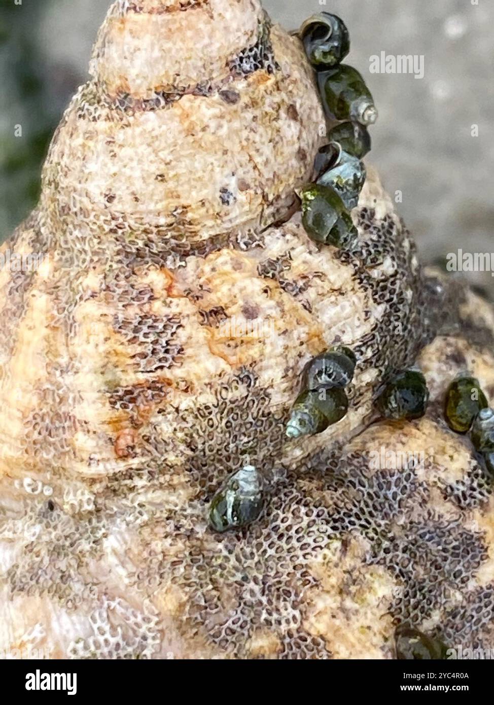 Gastropods (Gastropoda) Mollusca Stock Photo - Alamy