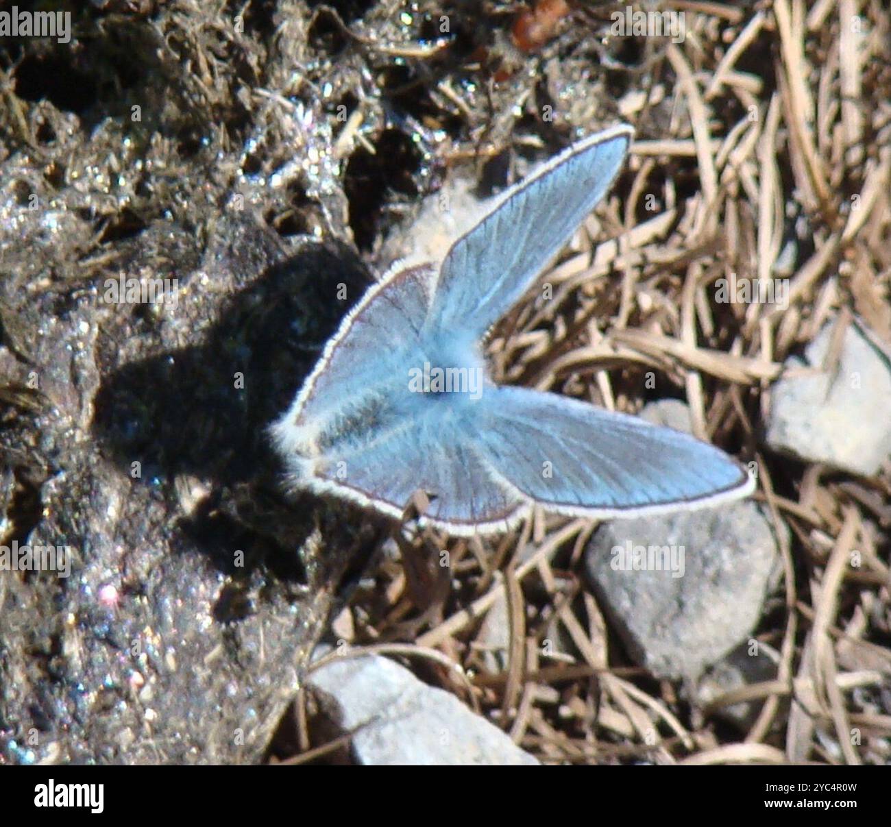 Alpine Blue (Agriades orbitulus) Insecta Stock Photo - Alamy
