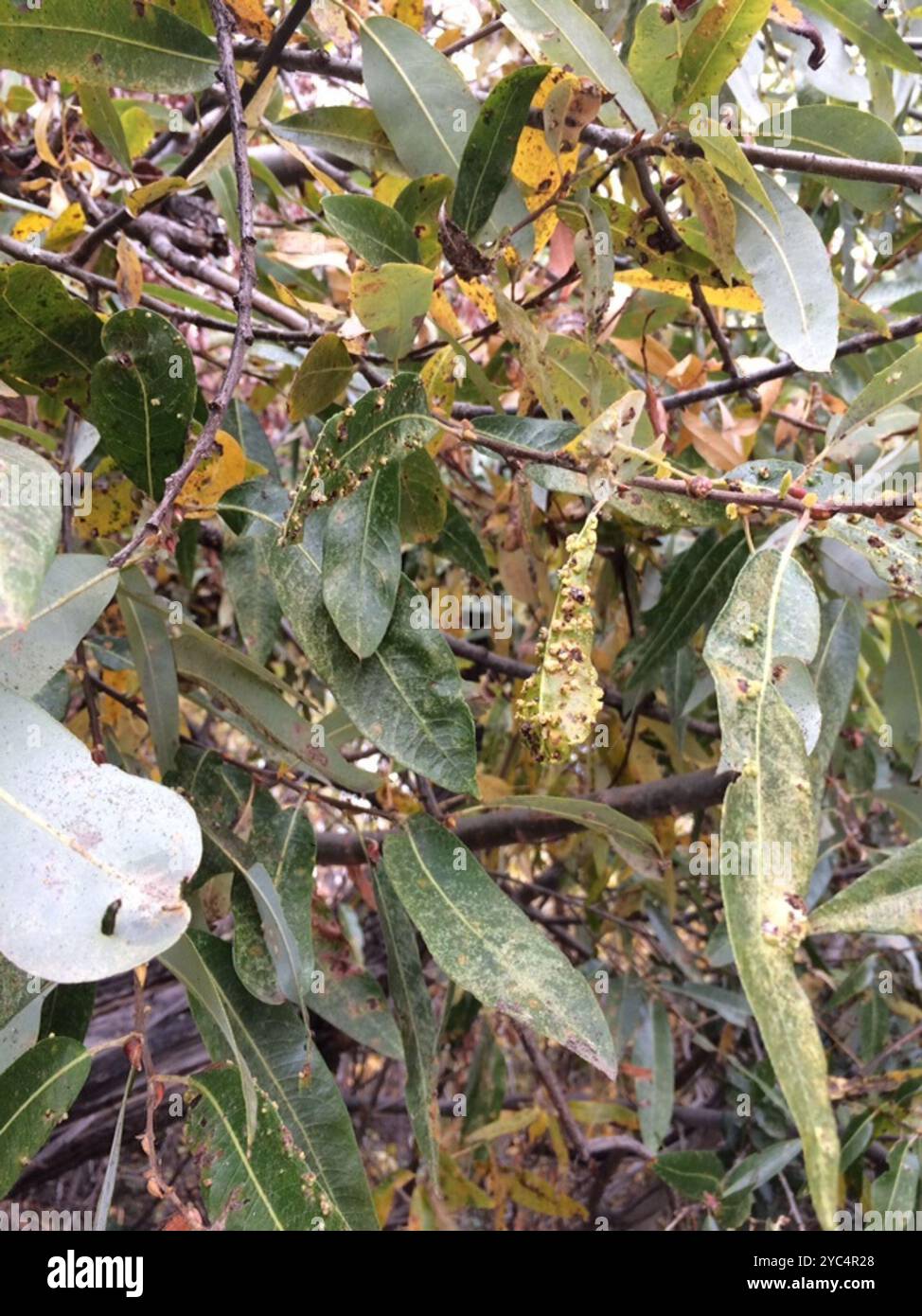 Willow Bead Gall Mite (Aculus tetanothrix) Arachnida Stock Photo - Alamy