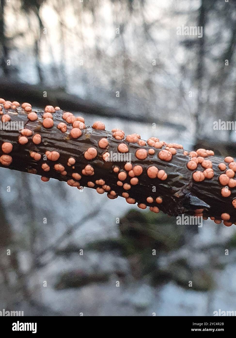 Coral Spot (Nectria cinnabarina) Fungi Stock Photo - Alamy