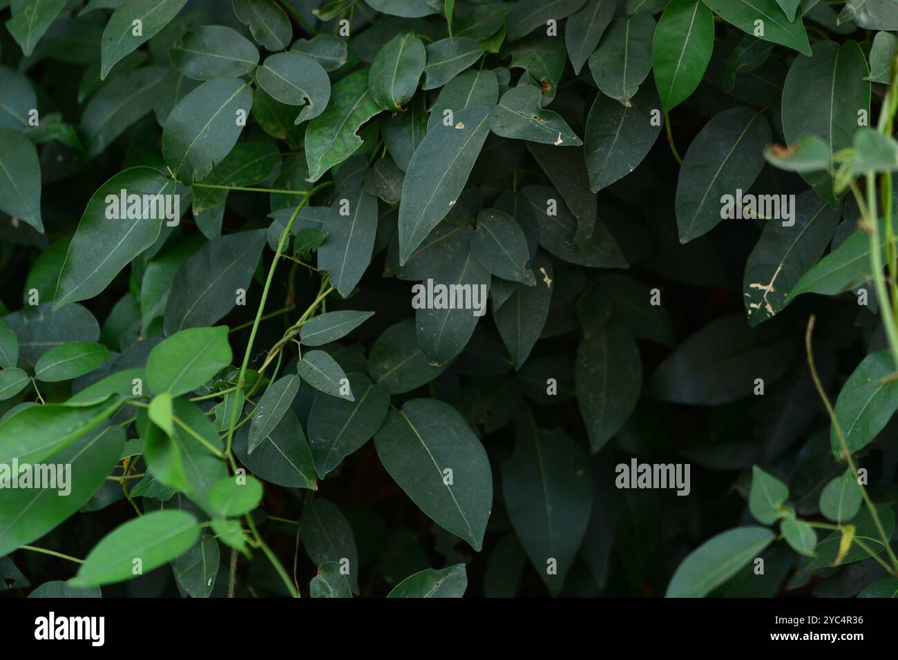Common Derris (Derris trifoliata) Plantae Stock Photo - Alamy