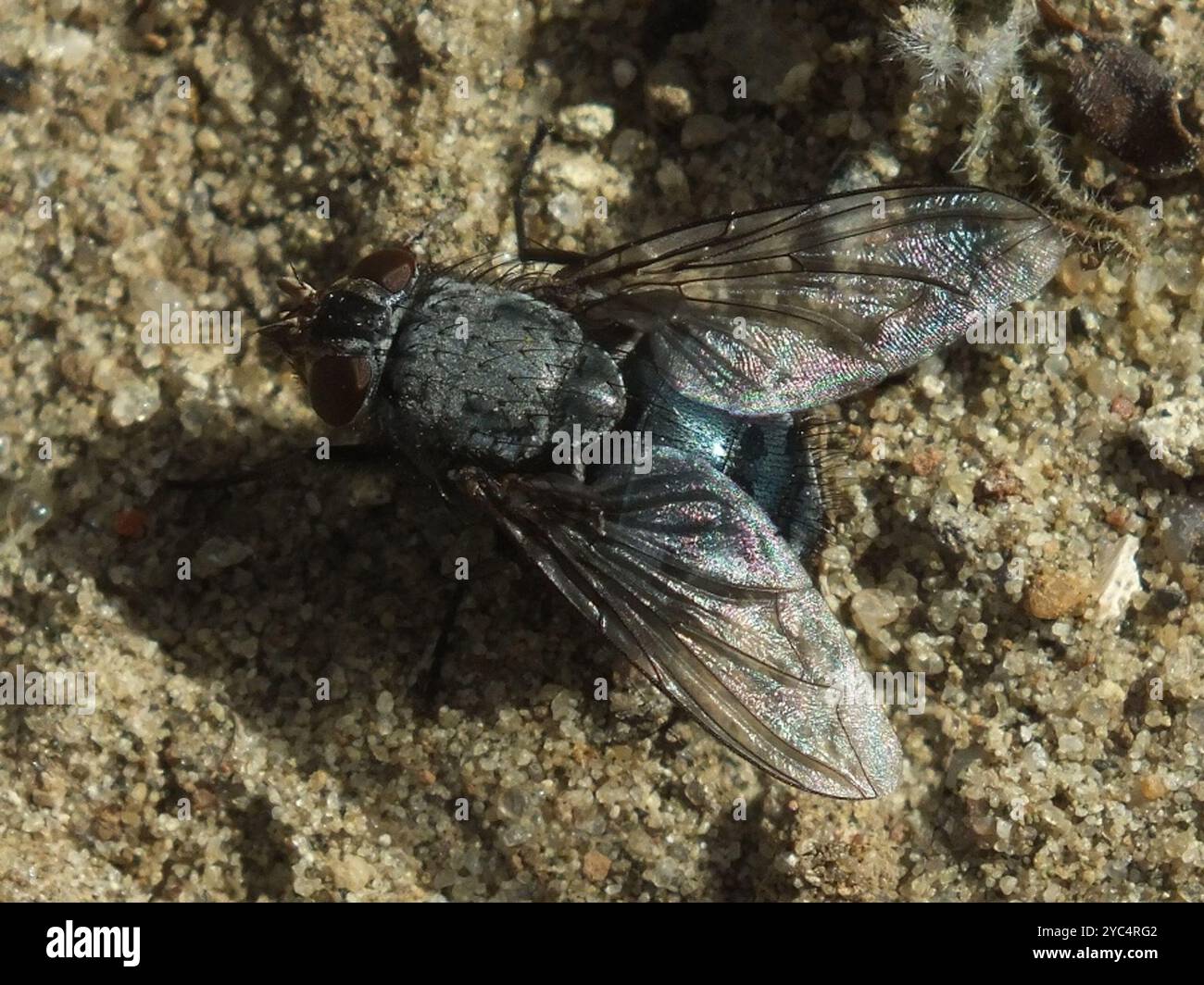 Bluebottle Flies (Calliphora) Insecta Stock Photo - Alamy