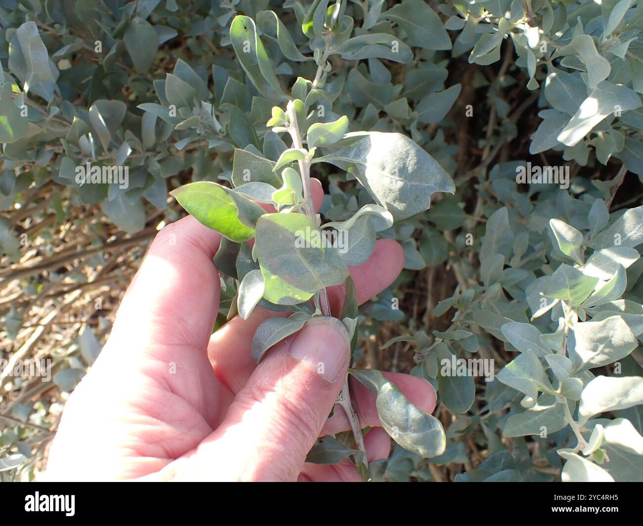 Mediterranean Saltbush (Atriplex halimus) Plantae Stock Photo - Alamy