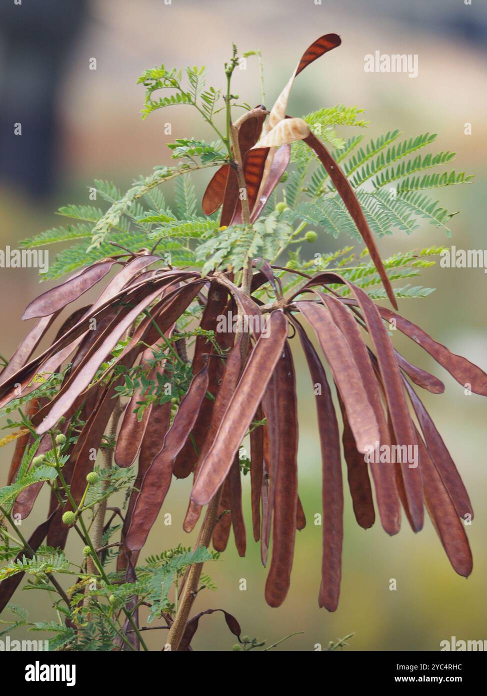 White leadtree (Leucaena leucocephala) Plantae Stock Photo - Alamy