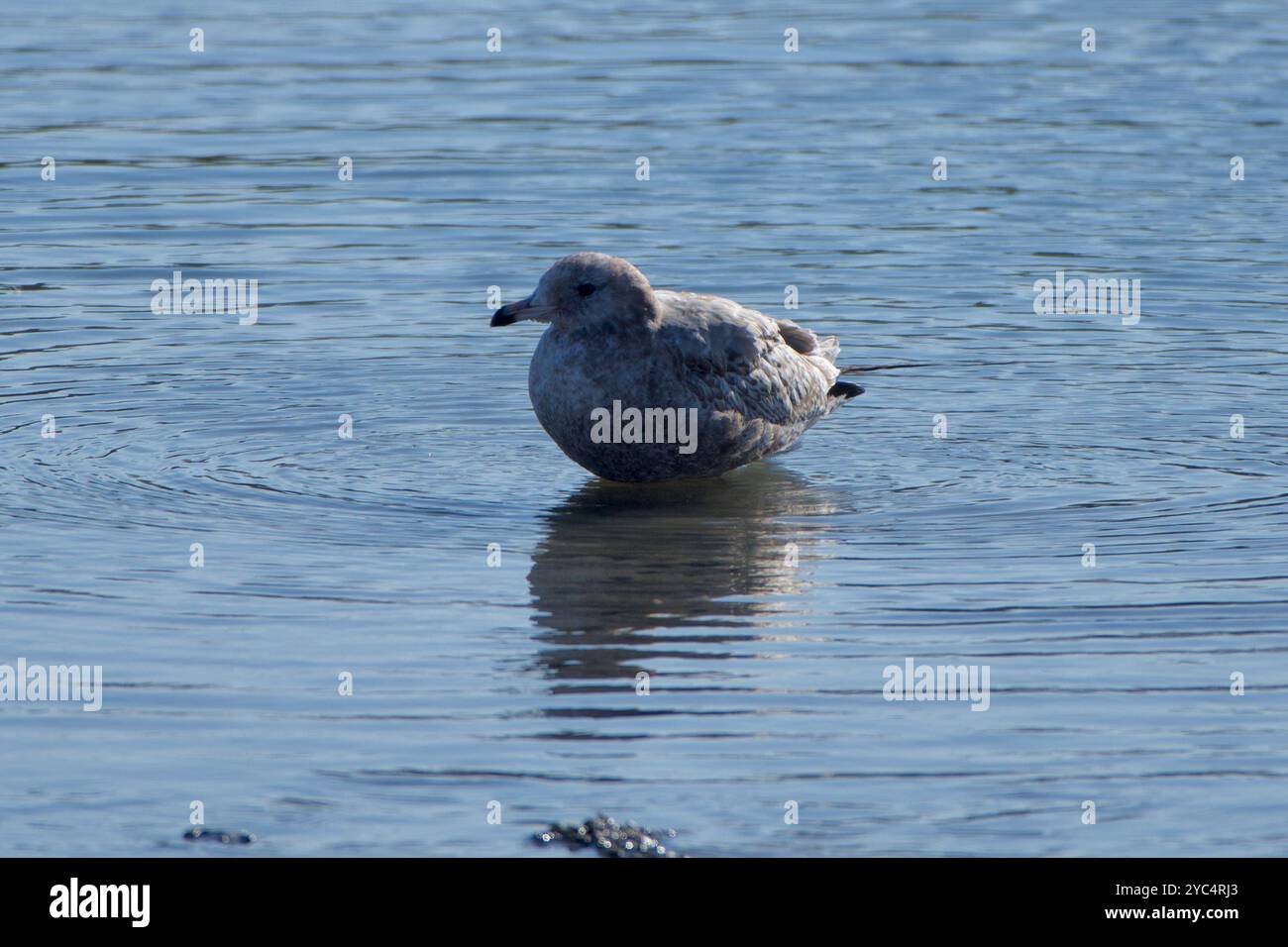 California Gull (Larus californicus) Aves Stock Photo - Alamy