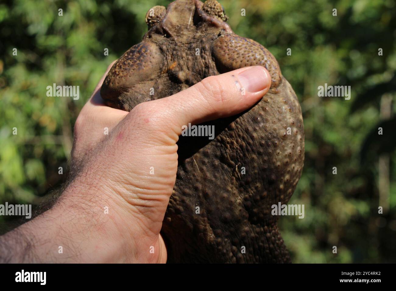 Giant Toad (Rhinella horribilis) Amphibia Stock Photo - Alamy