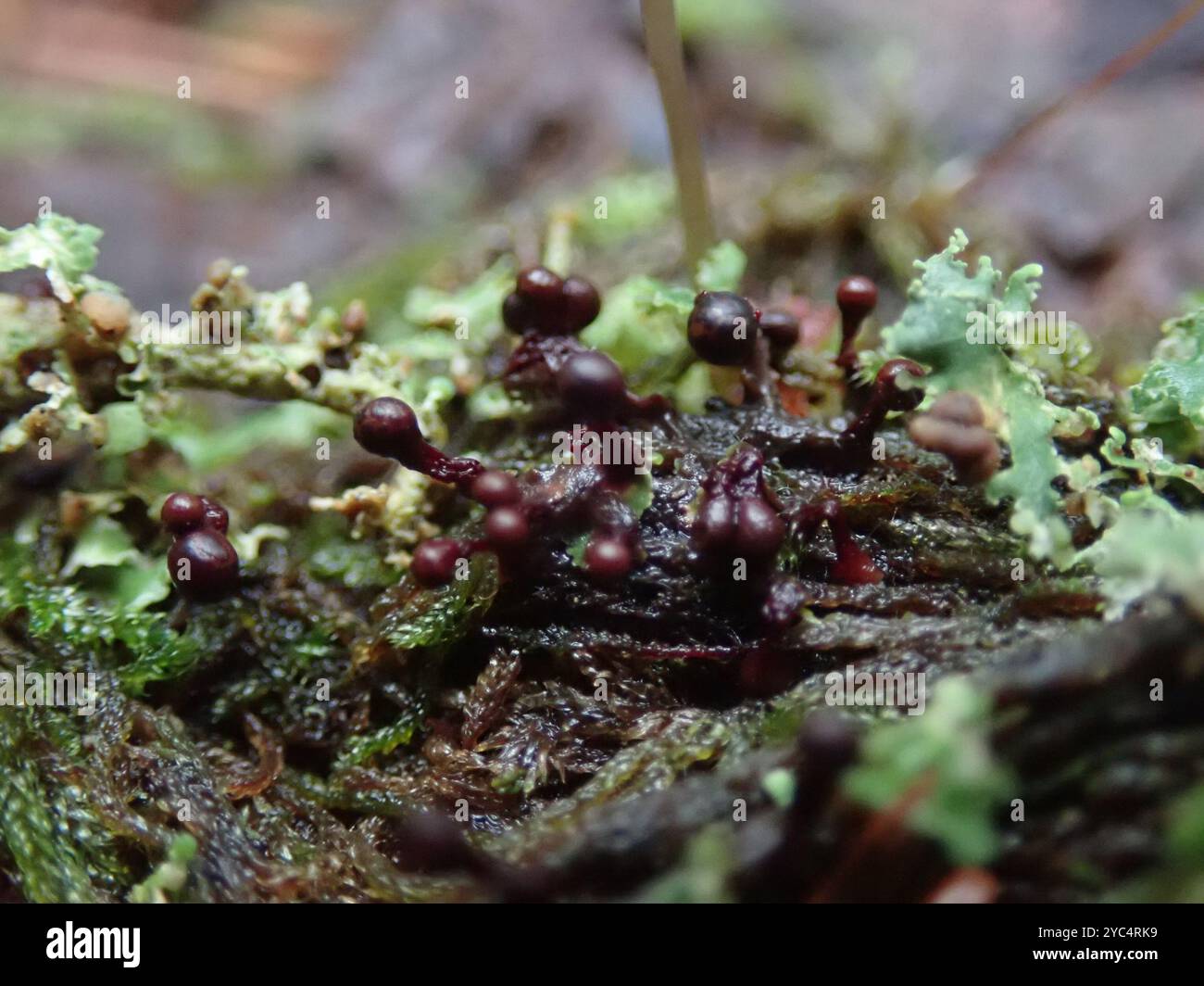 (Trichia botrytis) Protozoa Stock Photo - Alamy