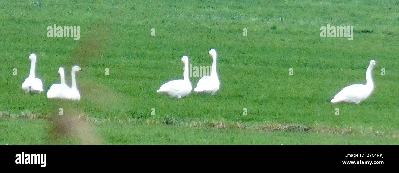 Tundra Swan (Cygnus columbianus) Aves Stock Photo - Alamy