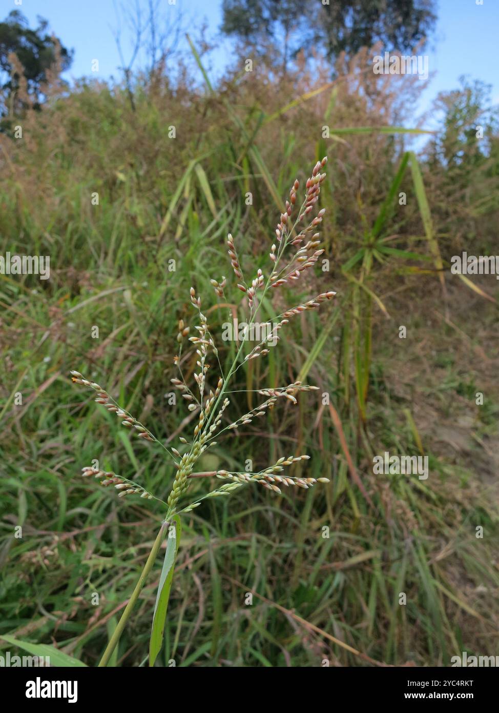 bristlegrasses, rosette grasses, barnyard grasses, and allies (Paniceae ...