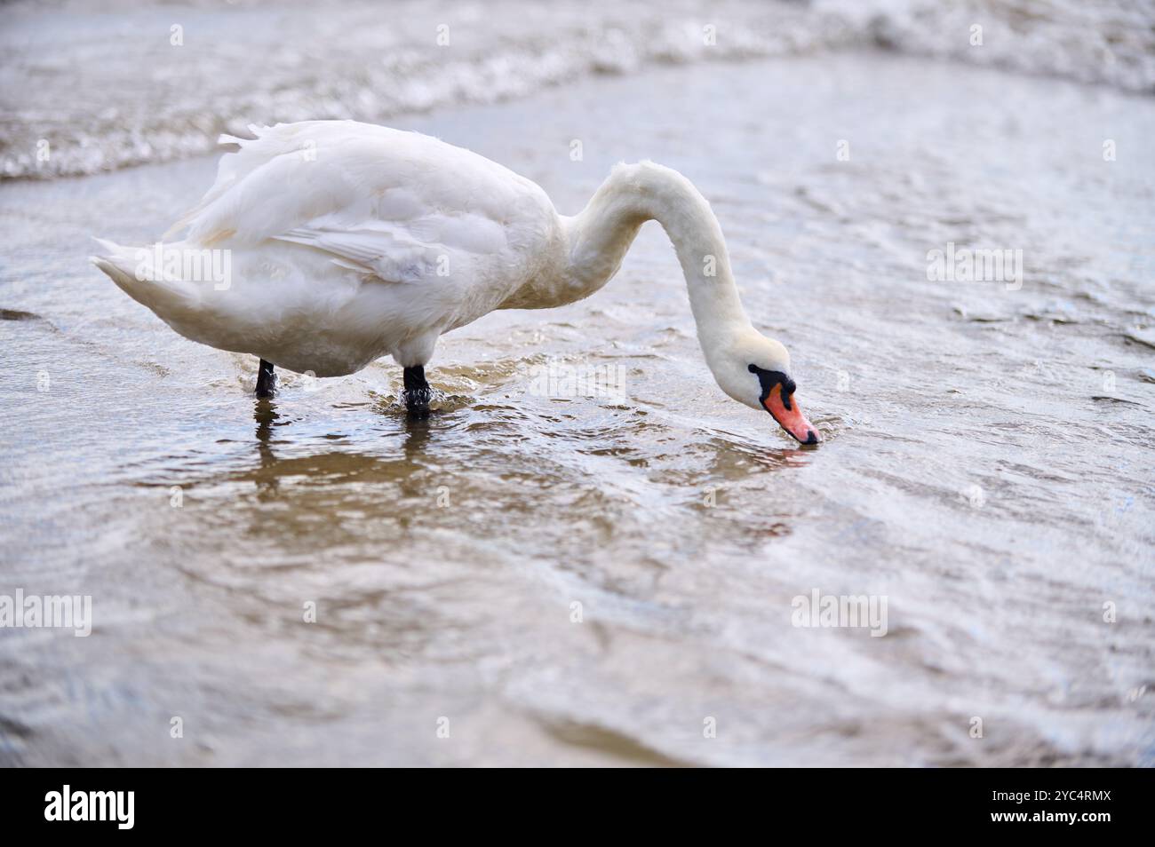 Swan stands gracefully water hi-res stock photography and images - Alamy