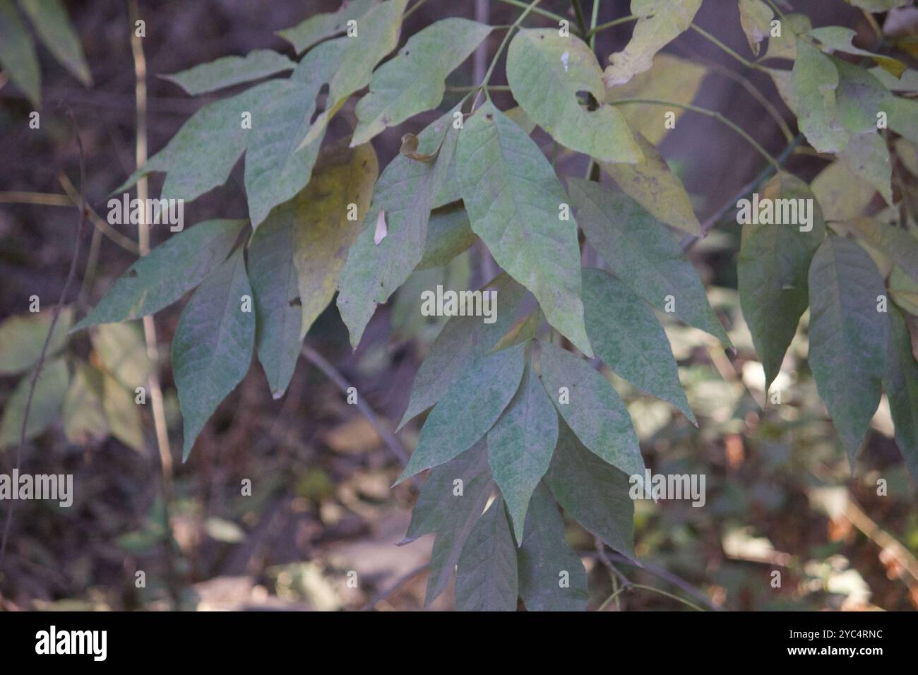 Shamel Ash (Fraxinus uhdei) Plantae Stock Photo - Alamy