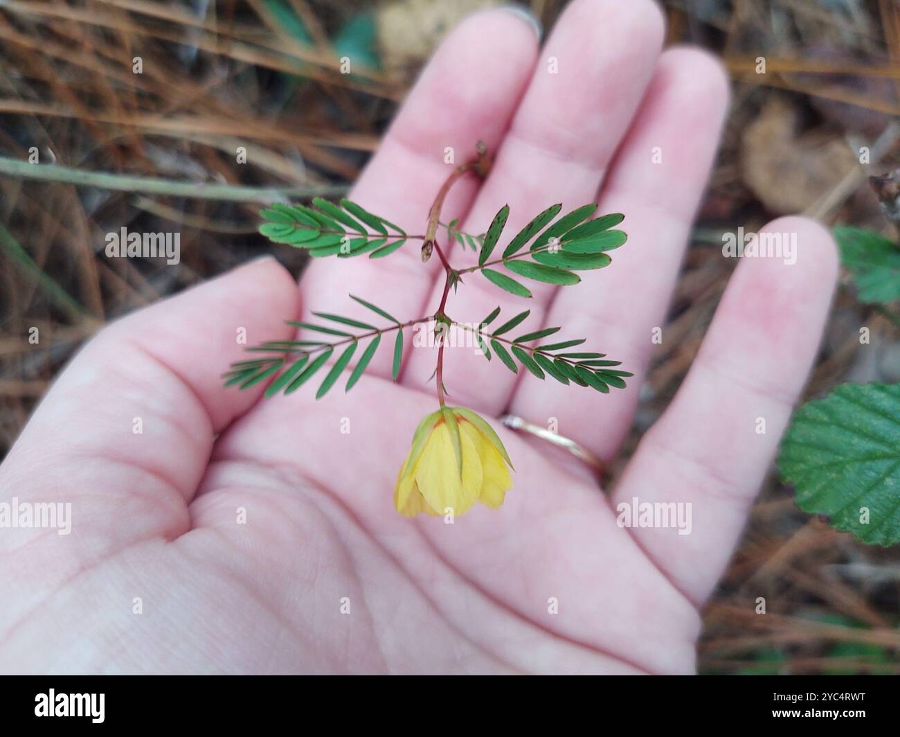 sensitive and partridge peas (Chamaecrista) Plantae Stock Photo - Alamy