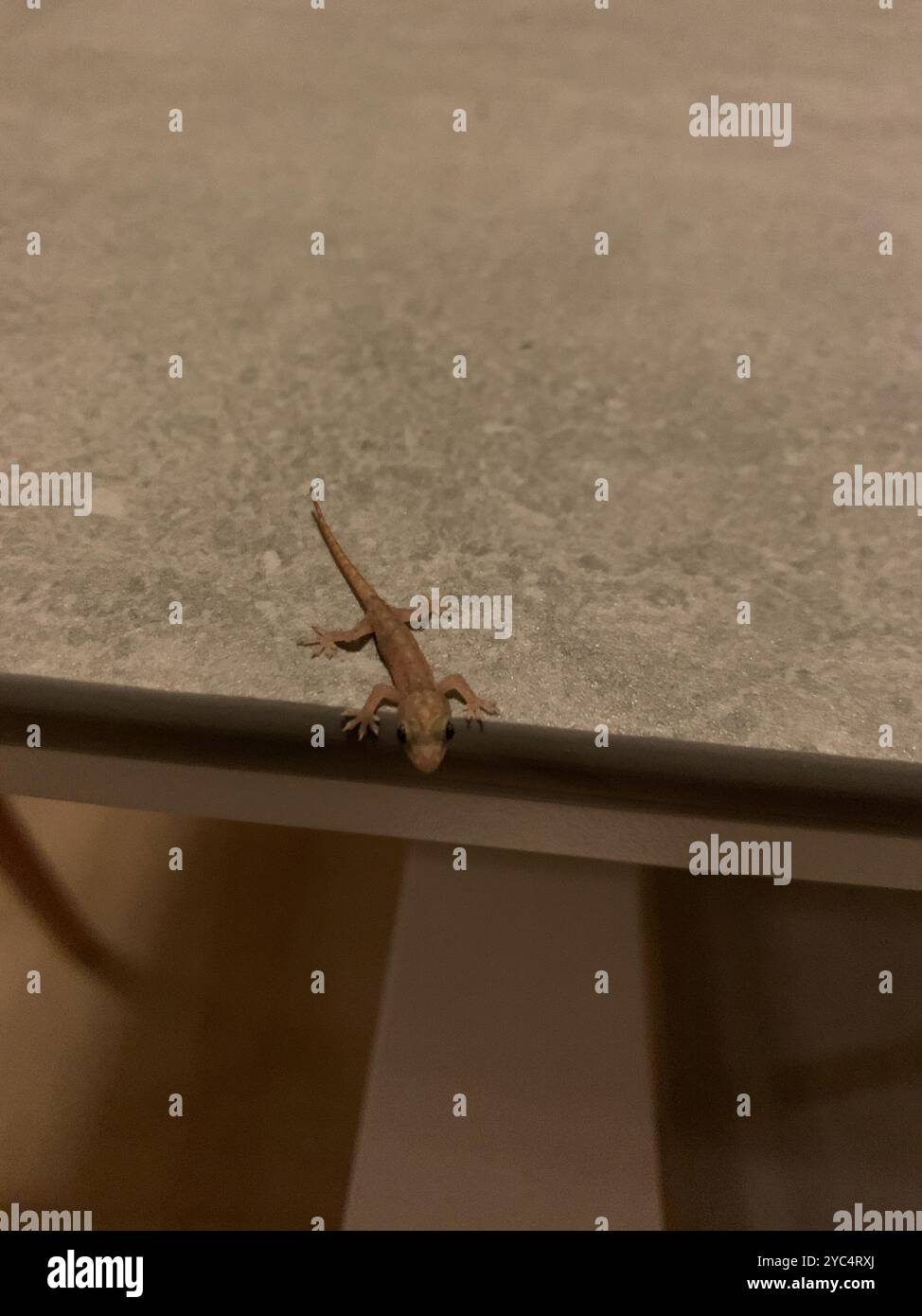 Asian House Gecko (Hemidactylus frenatus) Reptilia Stock Photo - Alamy