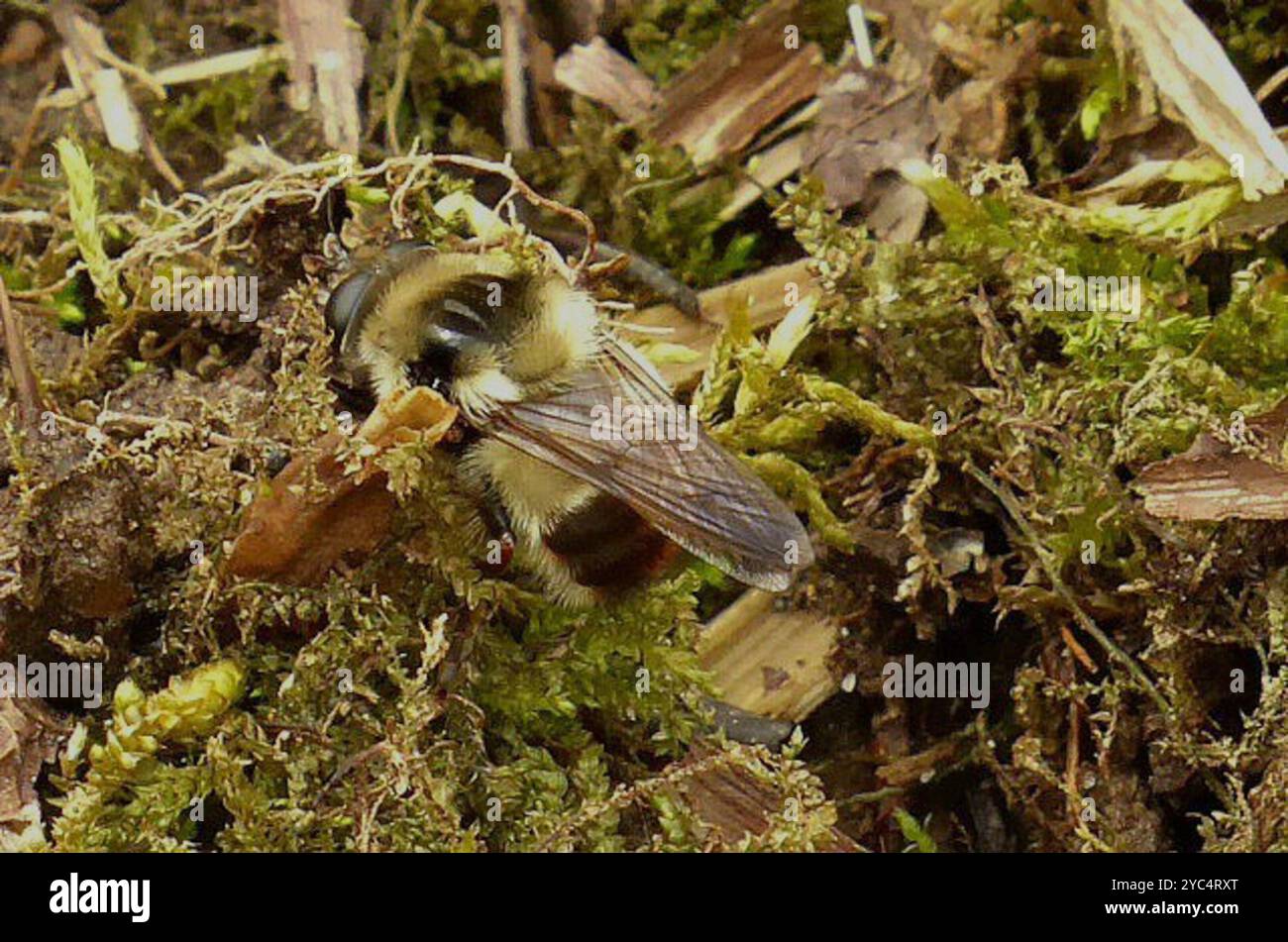 Hairy-cheeked Bumble Fly (Criorhina verbosa) Insecta Stock Photo - Alamy