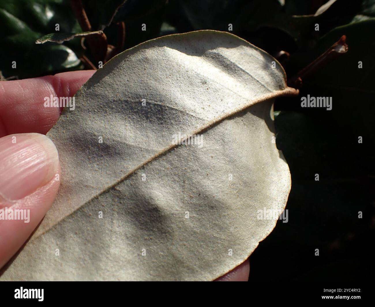 Ebbinge's Silverberry (Elaeagnus × submacrophylla) Plantae Stock Photo ...