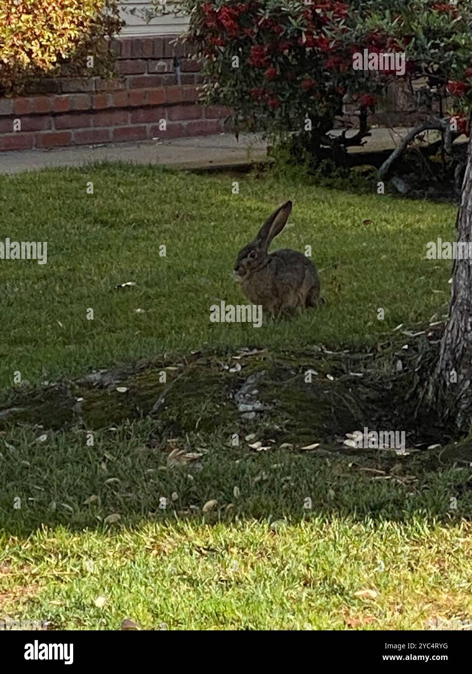 Black-tailed Jackrabbit (Lepus californicus) Mammalia Stock Photo - Alamy