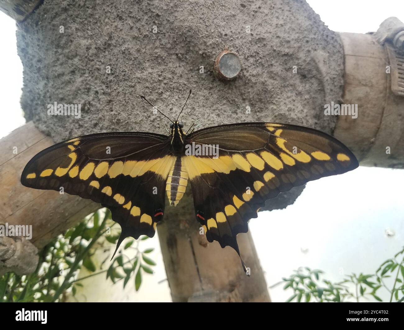 Western Giant Swallowtail (Heraclides rumiko) Insecta Stock Photo - Alamy