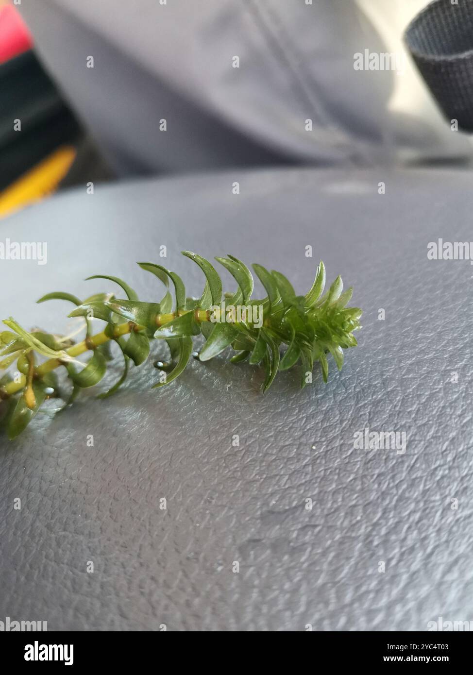 Canadian Waterweed (Elodea canadensis) Plantae Stock Photo - Alamy