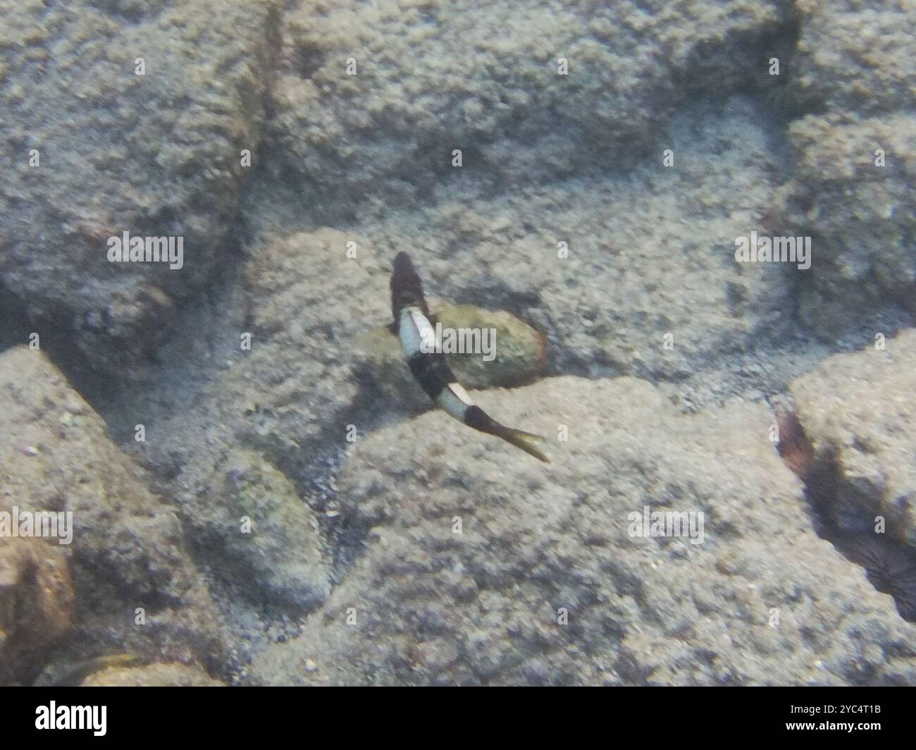 Manybar Goatfish (Parupeneus multifasciatus) Actinopterygii Stock Photo ...