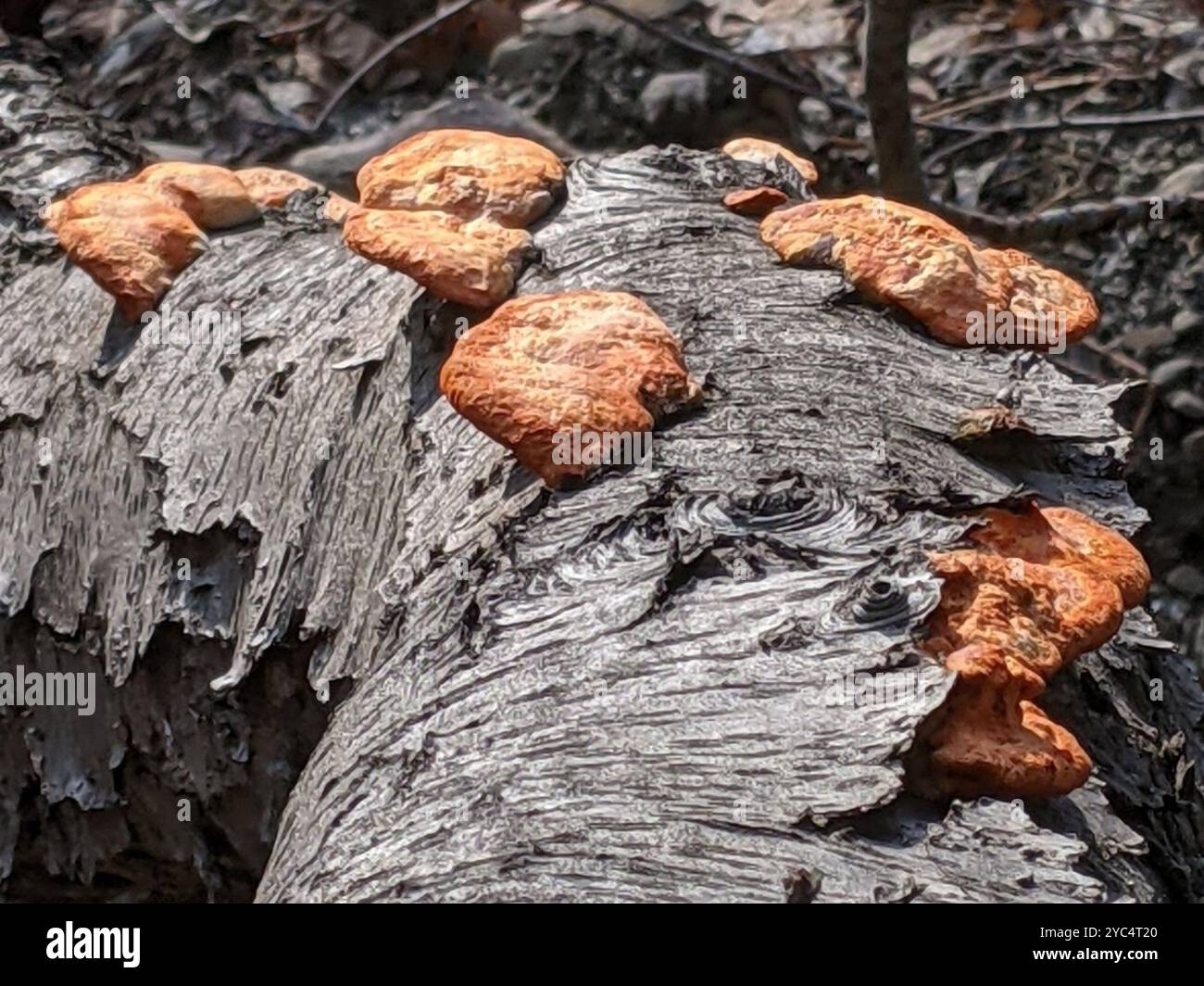 Northern Cinnabar Polypore (Trametes cinnabarina) Fungi Stock Photo - Alamy