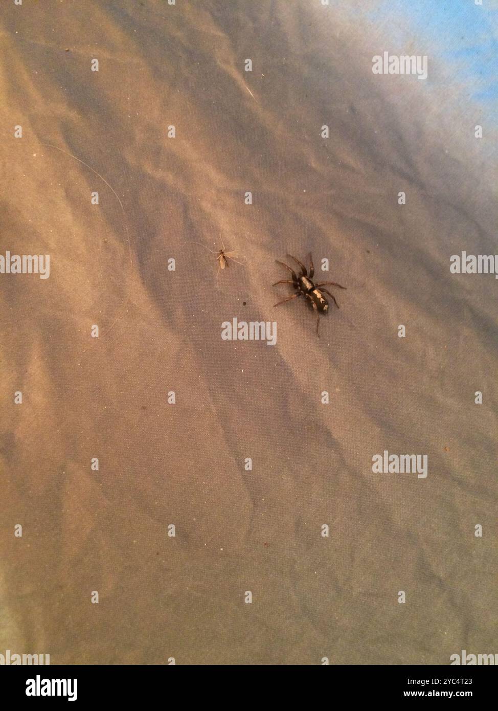 Eastern Parson Spider (Herpyllus ecclesiasticus) Arachnida Stock Photo ...