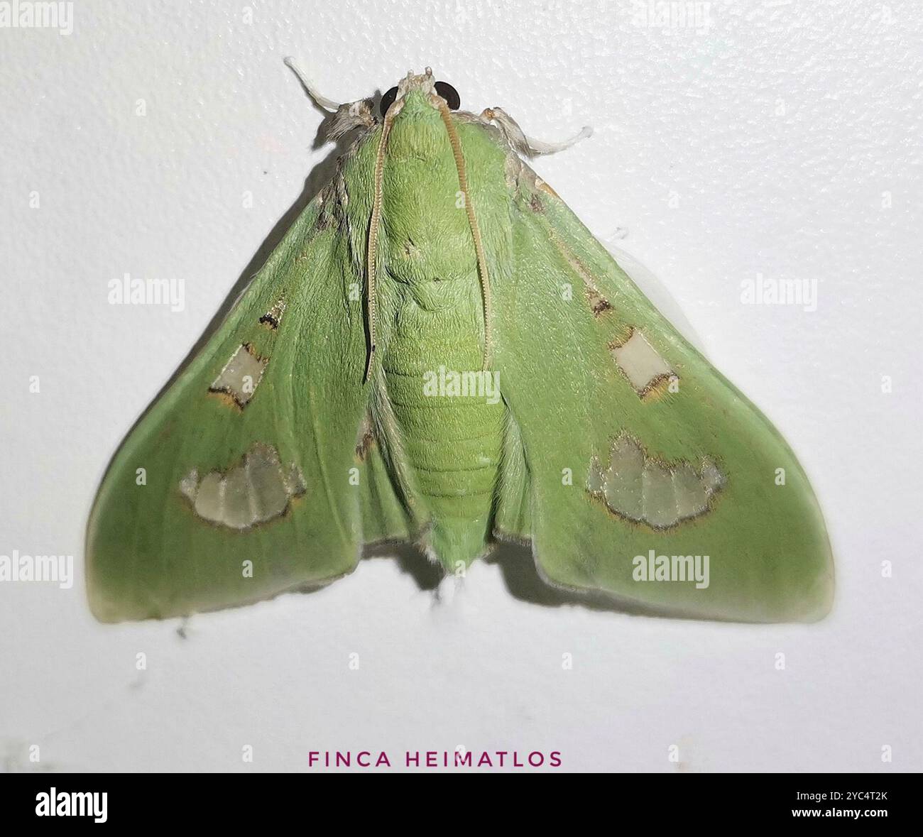 Siga liris hi-res stock photography and images - Alamy