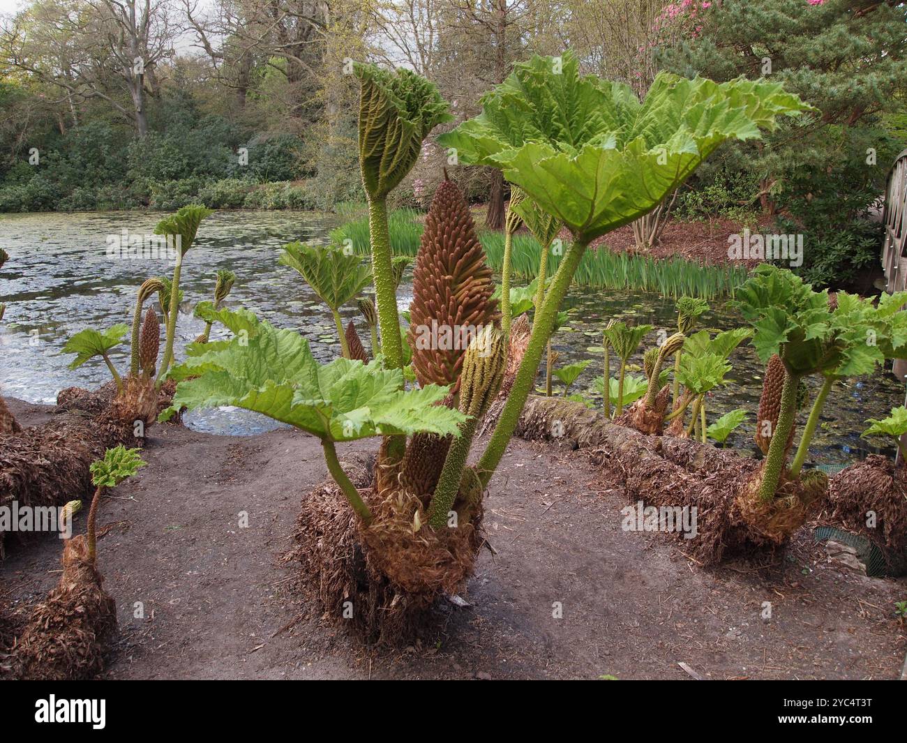 A well focussed close-up of this impressive plant known as Brazilian ...