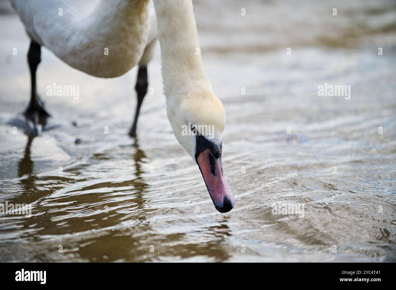 A swan stands gracefully at the water s edge, its neck extended towards ...