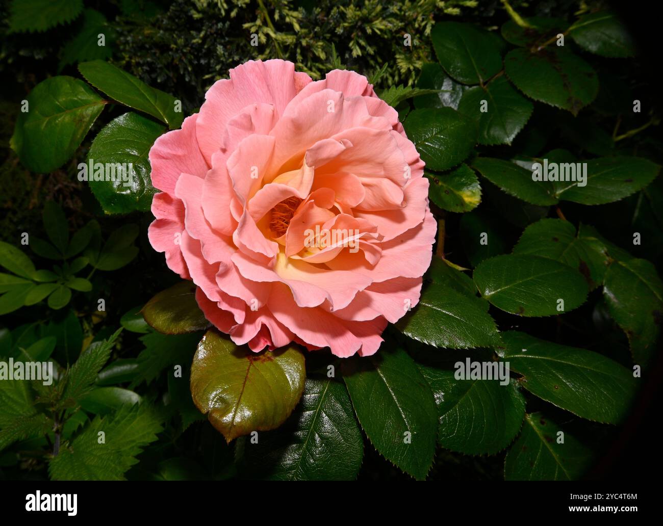 Rosa multiflora flower hi-res stock photography and images - Alamy
