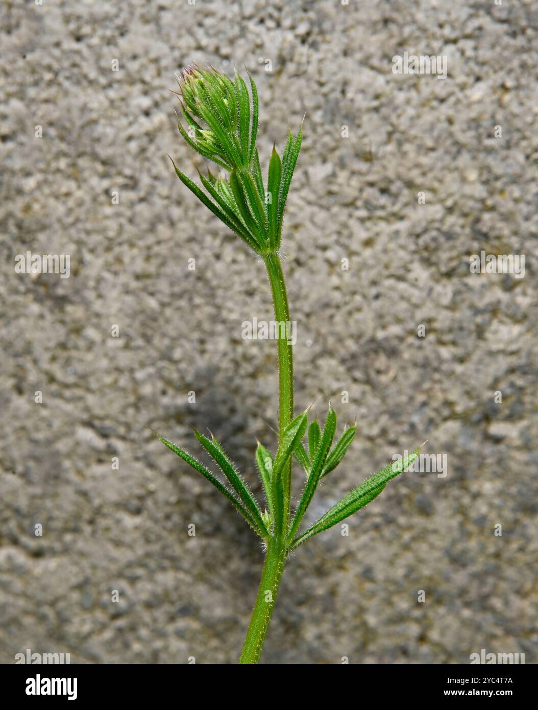 A single well focussed stem of Cleavers, Galium aparine, growing ...