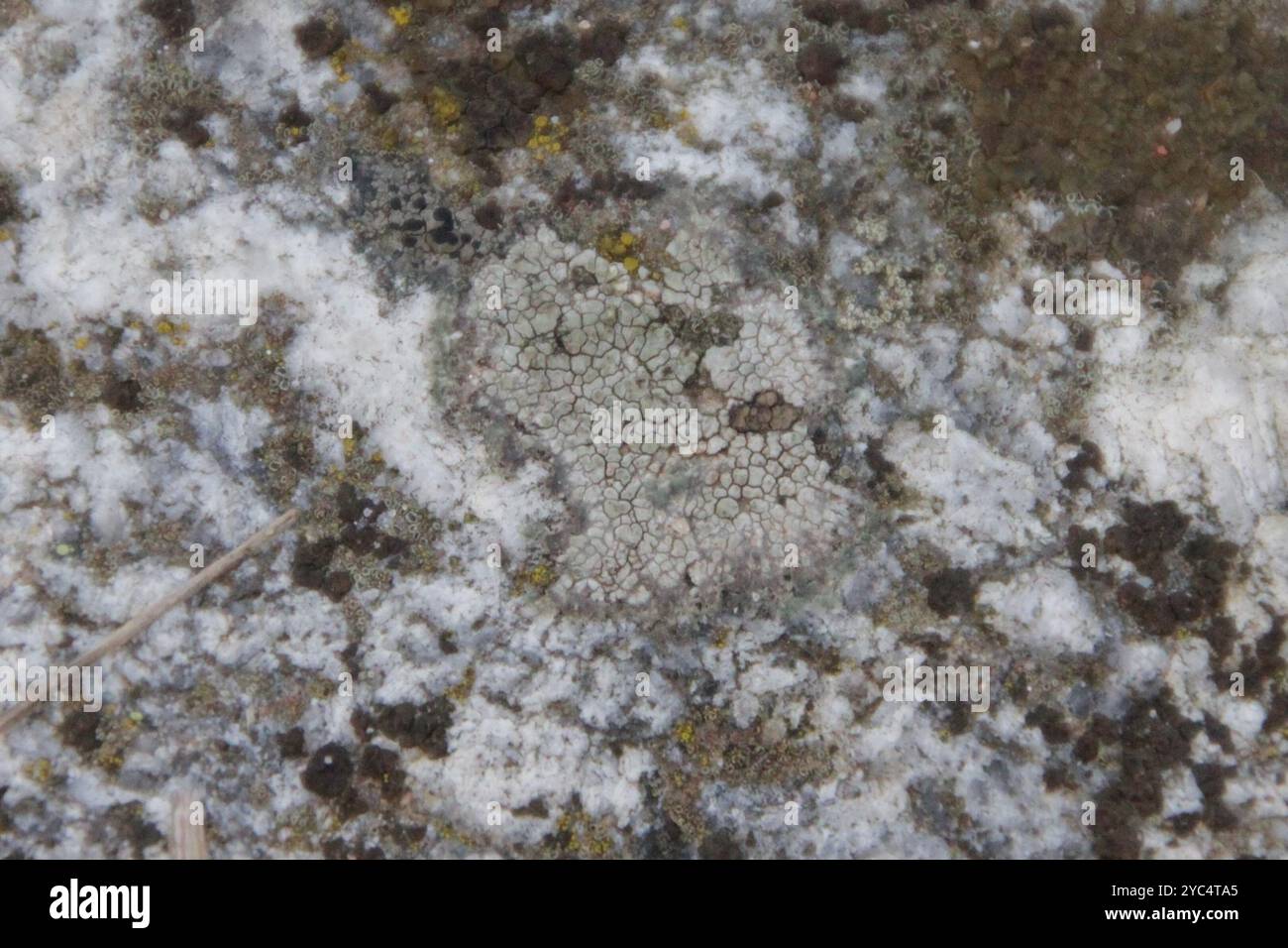 wart lichens, script lichens, and allies (Ostropomycetidae) Fungi Stock ...