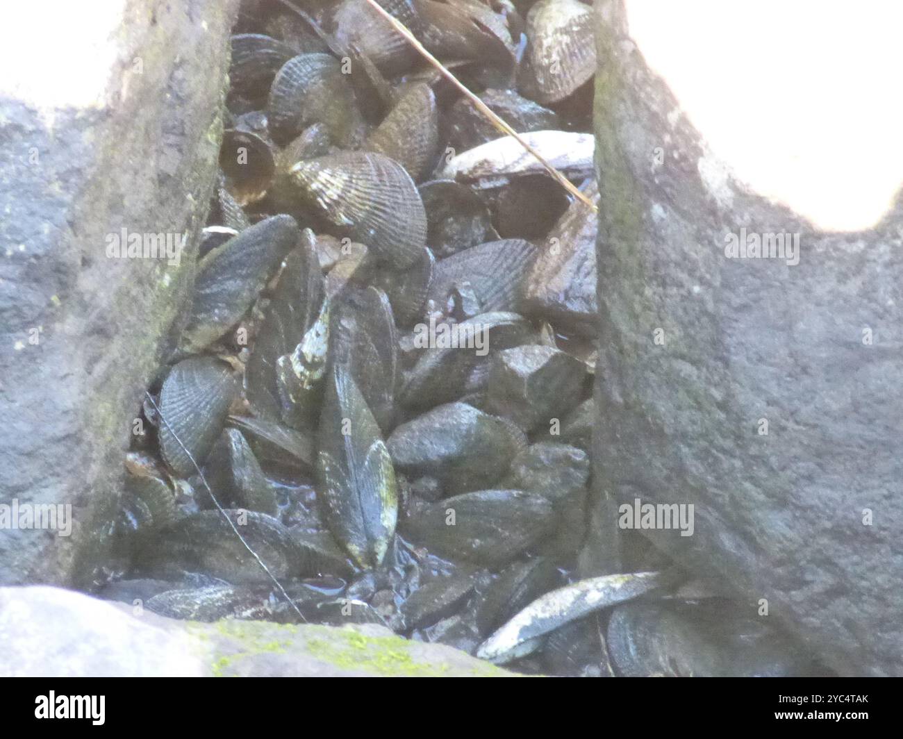 Atlantic Ribbed Mussel (Geukensia demissa) Mollusca Stock Photo - Alamy