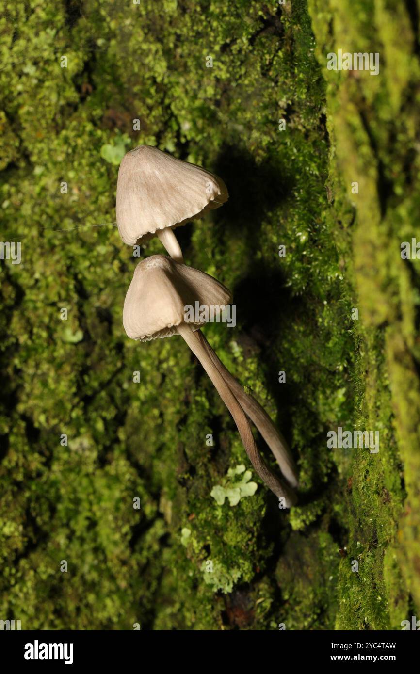 common bonnet (Mycena galericulata) Fungi Stock Photo - Alamy