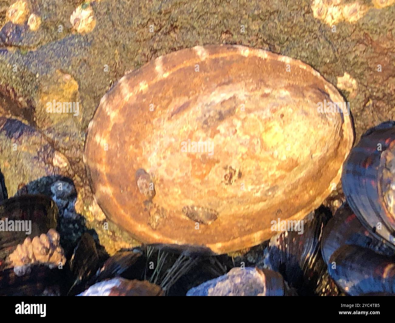 Owl Limpet (Lottia gigantea) Mollusca Stock Photo - Alamy