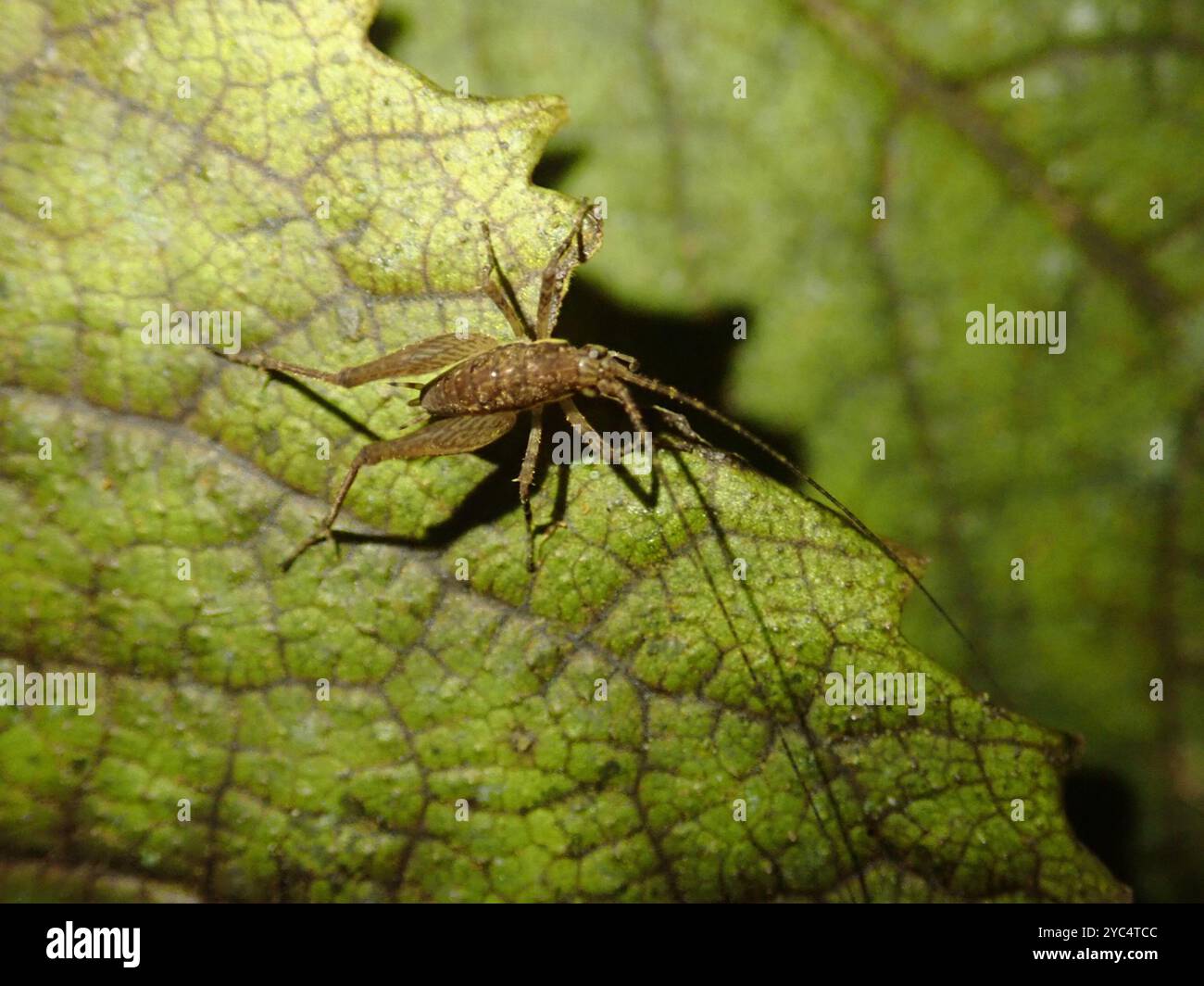 Camel Crickets, Cave Crickets, and Cave Wēta (Rhaphidophoridae) Insecta ...